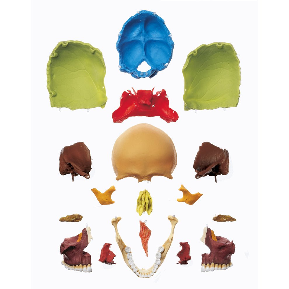 SOMSO 18-Pieces Model of the Skull - Didactic Colored – GTSimulators.com