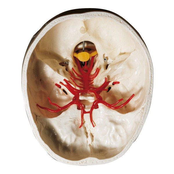 SOMSO Artificial Base of Skull with Arteries – GTSimulators.com