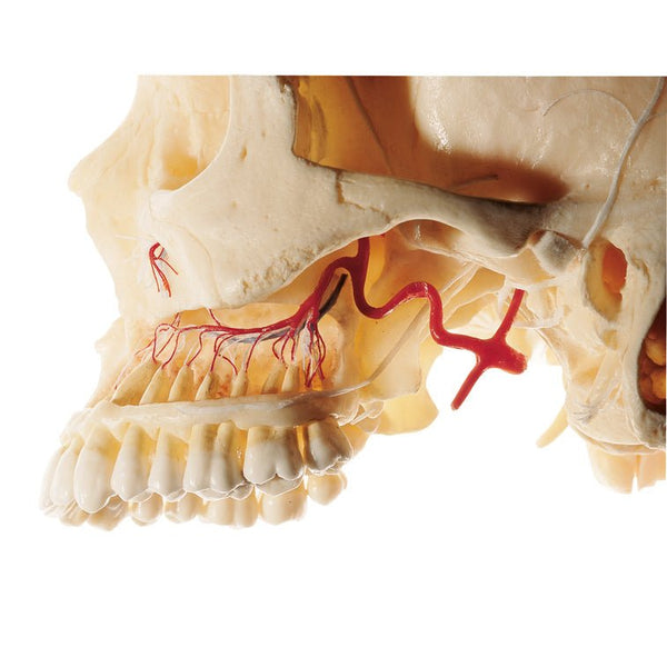 SOMSO Artificial Demonstration Skull of an Adult - 10 parts ...