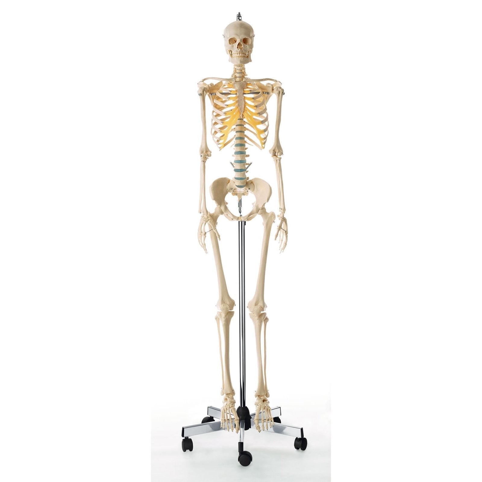 Human Skeleton Female