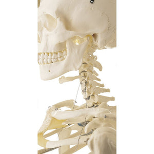 SOMSO Skeleton Model | Skeleton Models – Tagged "Anatomy Models ...