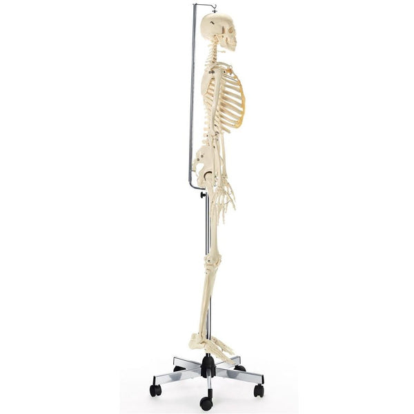 SOMSO Artificial Human Skeleton - Male with movable vertebral column ...