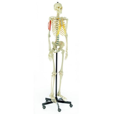 SOMSO Anatomy Models – Tagged "SOMSO Skeleton Models" – GTSimulators.com