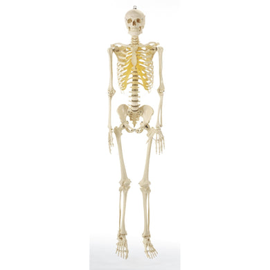 SOMSO Skeleton Model | Skeleton Models – Tagged "Anatomy Models ...