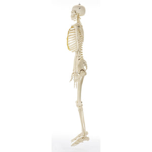 SOMSO Skeleton Model | Skeleton Models – Tagged "Anatomy Models ...