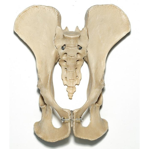 Chimpanzee Pelvis Model | SOMSO Artificial Pelvis of a Chimpanzee ...