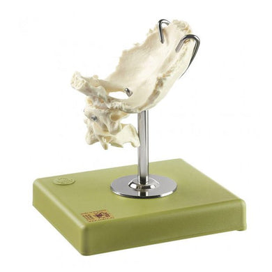 SOMSO Anatomy Models | Artificial Bone Models – Tagged "Skeleton Models ...