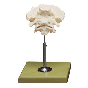 SOMSO Anatomy Models | Artificial Bone Models – Tagged "Skeleton Models ...