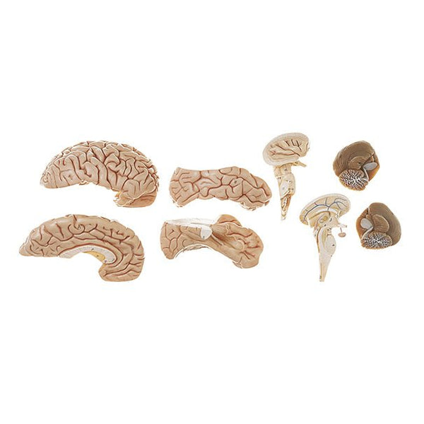 SOMSO Brain Model, 8 Parts – GTSimulators.com