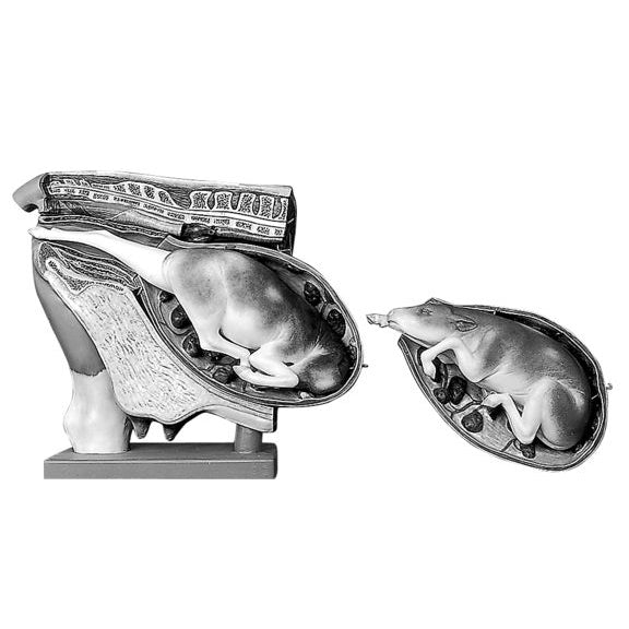 SOMSO Cow - Female Pelvis with Interchangeable Uterus – GTSimulators.com