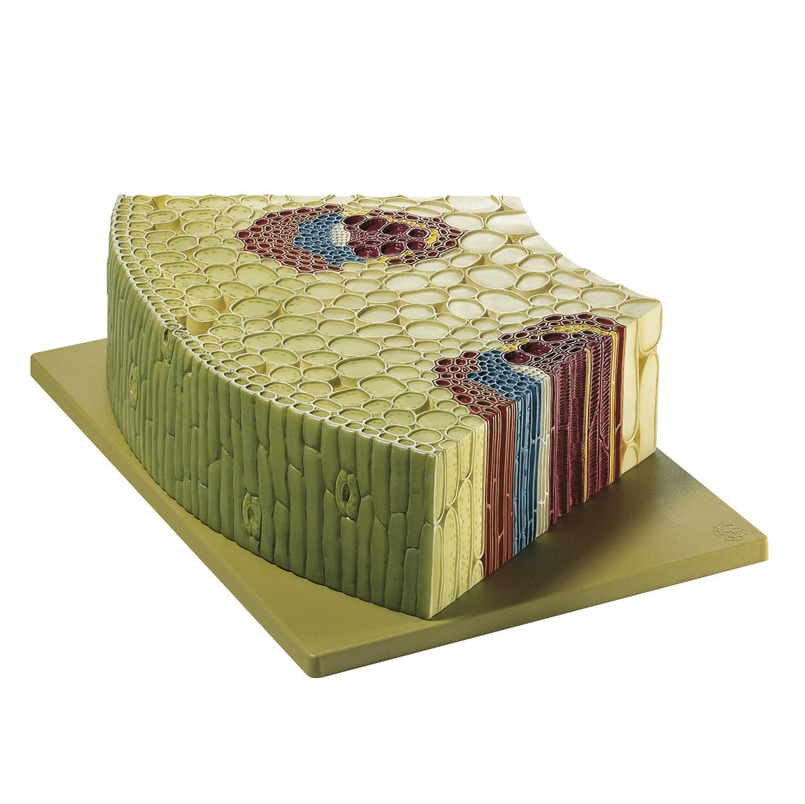 Cross-Section through the peripheral section of a stem (Caulis ...