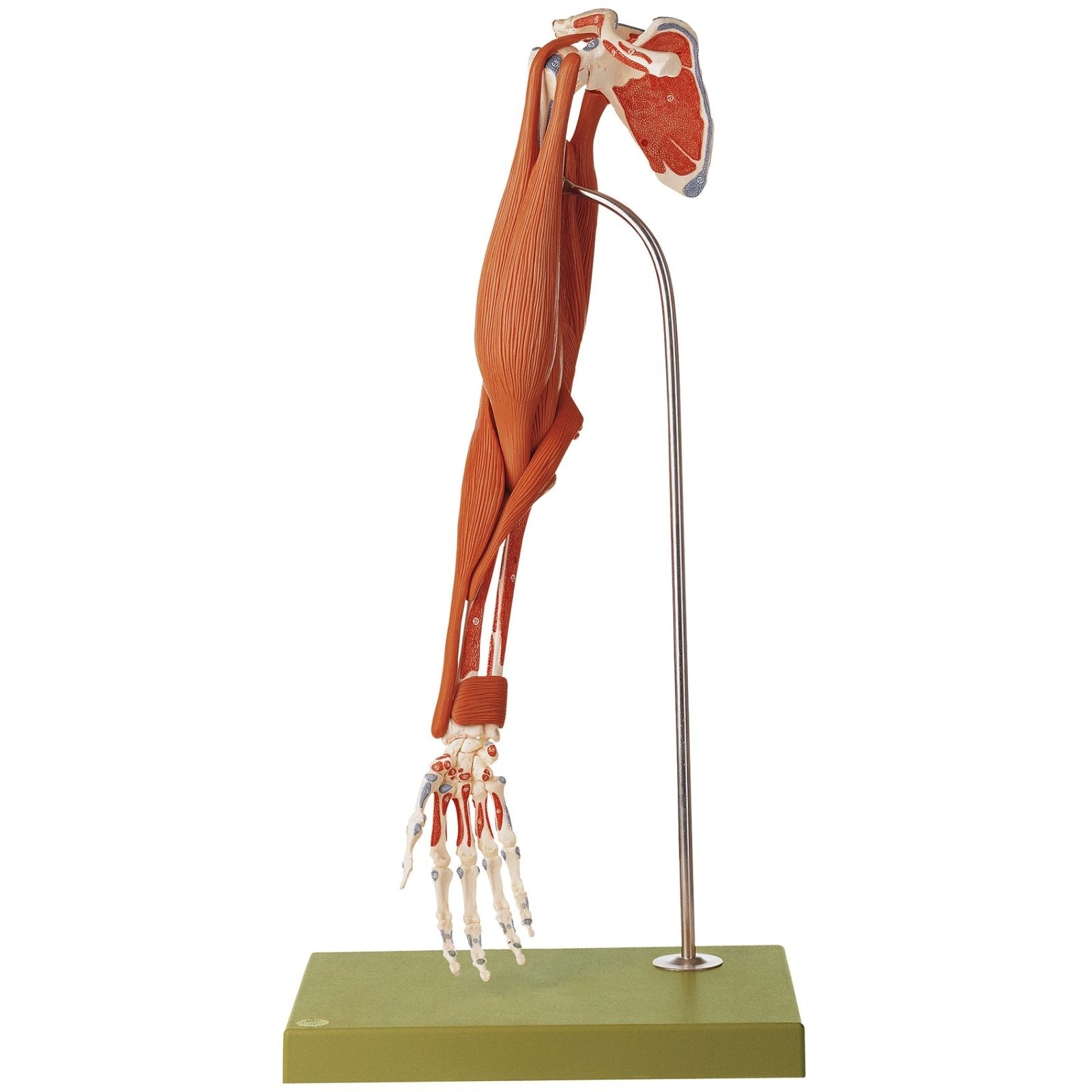 Upper Limb Muscles Model