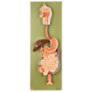 Somso Anatomy Models | Digestive System – Tagged "Digestive System ...