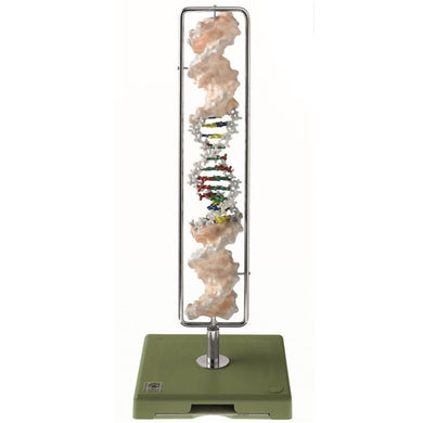 SOMSO Genetics Zoology – Tagged "Somso Models" – GTSimulators.com