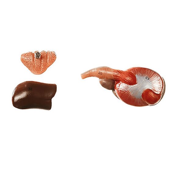 SOMSO Domestic Hen – GTSimulators.com