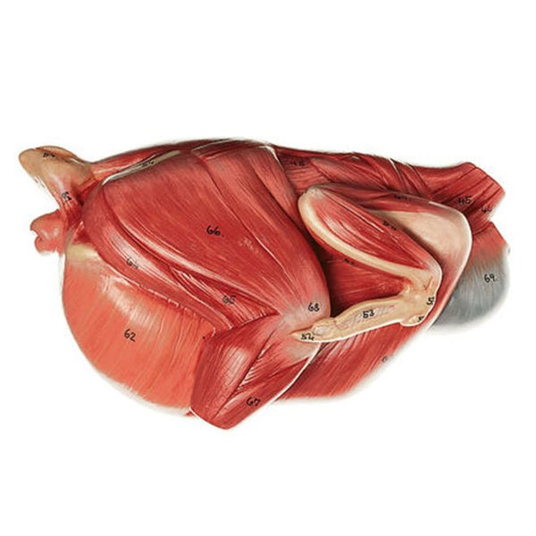 SOMSO Domestic Hen – GTSimulators.com