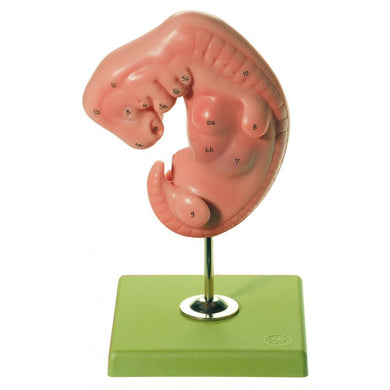 Embryonic Development Models – Tagged "Anatomical Models ...