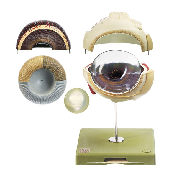 SOMSO Eye Ball of the Horse – GTSimulators.com
