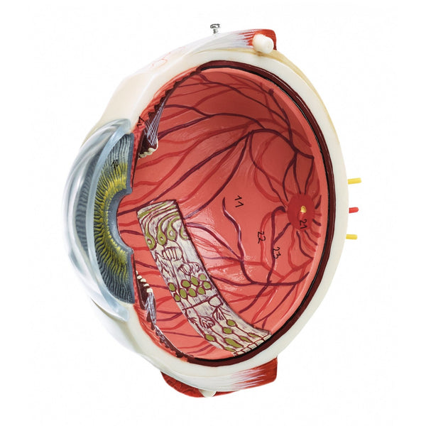 SOMSO Eyeball, Enlarged 5 Times, 2 parts – GTSimulators.com
