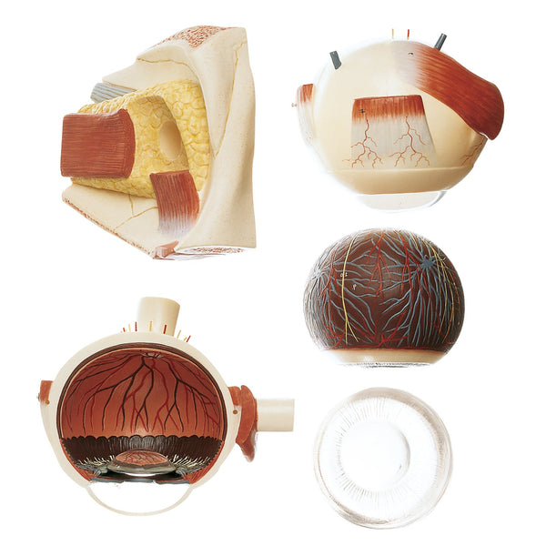 SOMSO Eyeball, Enlarged 5 Times, 5 parts – GTSimulators.com