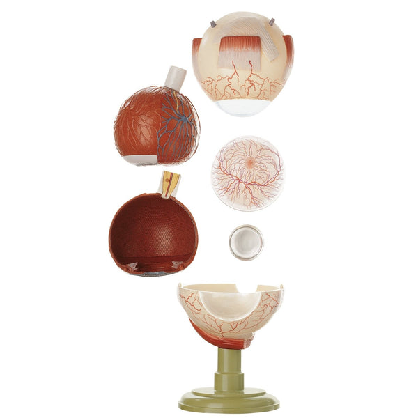 SOMSO Eyeball, Enlarged 5 Times, 6 parts – GTSimulators.com
