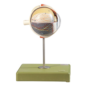 Somso Human Eye Models | Eyeball Model – GTSimulators.com