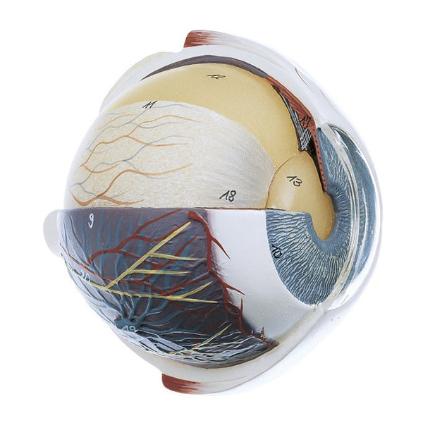 SOMSO Eyeball Model – GTSimulators.com