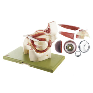 Somso Human Eye Models | Eyeball Model – Tagged "Anatomical Models ...