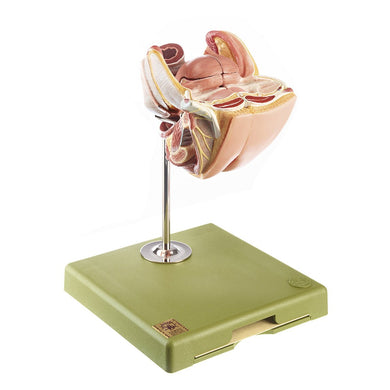 Somso Anatomy Models | Genital Organs | Pelvis Models – Tagged "Genital ...