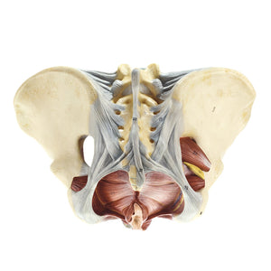 Female Pelvis Models | Anatomical Female Pelvis Models – GTSimulators.com