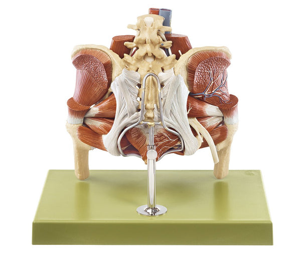 SOMSO Female Pelvis Model, 4 Parts – GTSimulators.com