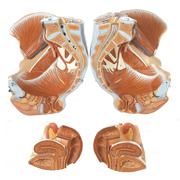 SOMSO Female Pelvis with Organs and Muscles – GTSimulators.com
