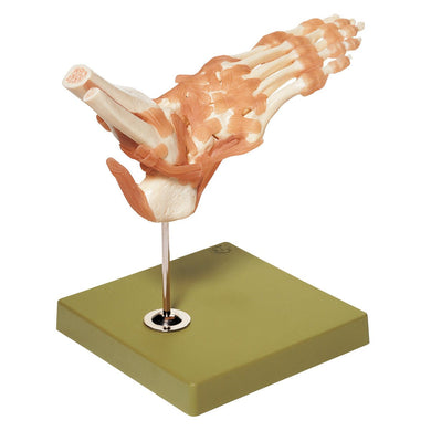 Somso Joint Models, Somso Functional Joint Models – Tagged "Foot ...