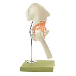 Somso Models | SOMSO Anatomy Models – GTSimulators.com