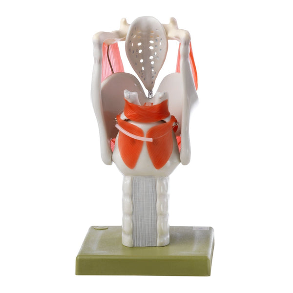 SOMSO Functional Larynx Model, 3x Life-size – GTSimulators.com