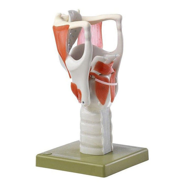 SOMSO Functional Larynx Model, 3x Life-size – GTSimulators.com