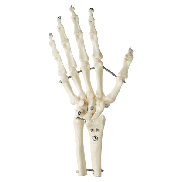 SOMSO Hand Skeleton with Forearm Connection (Elastic Mounting ...