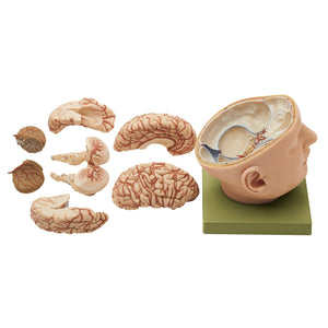 Head and Neck Anatomy Models – GTSimulators.com