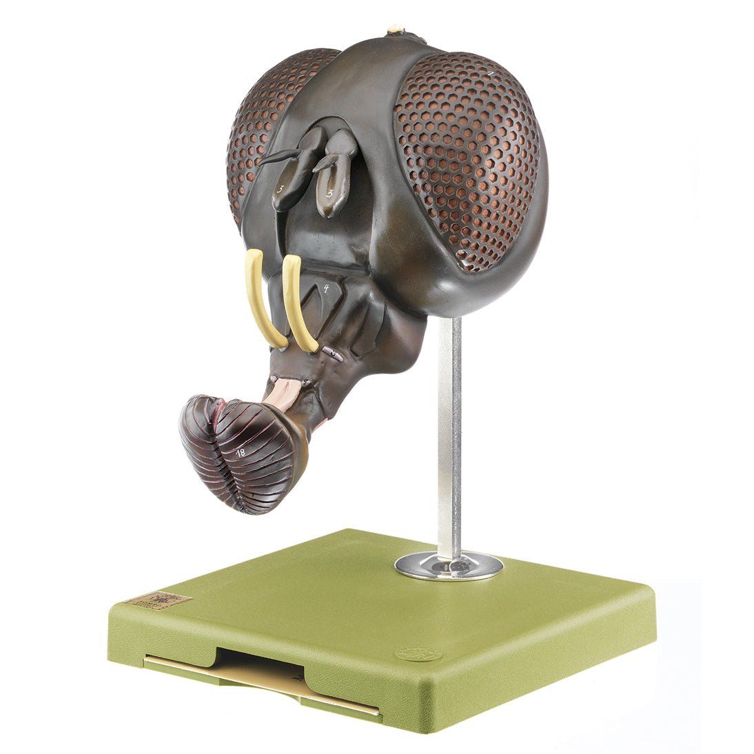 SOMSO Head of a Fly Model – GTSimulators.com