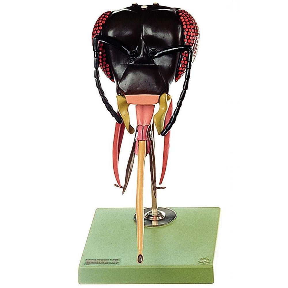 SOMSO Head of Bee Model – GTSimulators.com