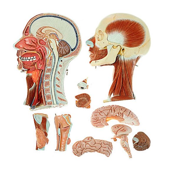 SOMSO Head with Muscles - Natural size – GTSimulators.com