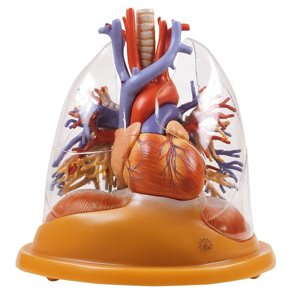 SOMSO Heart-Lung Table Model – GTSimulators.com