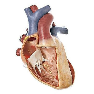 SOMSO Human Heart Models | Heart Model – GTSimulators.com