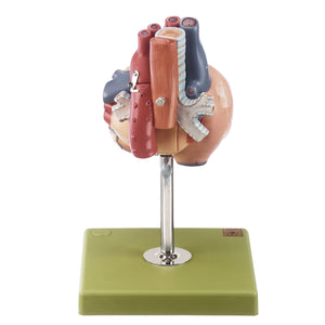 SOMSO Human Heart Models | Heart Model – Tagged "Anatomical Models ...