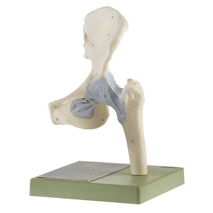 Hip Models | Hip Joint Models | Hip Joint Replica – Tagged "NS 20 ...