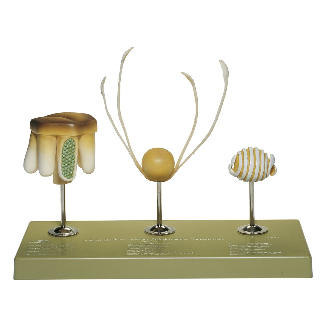 SOMSO Horsetail | SOMSO Horsetail Model | Horsetail Model ...