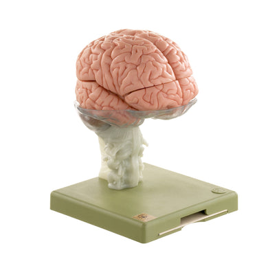 Brain Models | Human Brain Models | Brain Anatomy Models | Anatomical ...