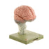 SOMSO Model of the Human Brain | SOMSO Human Brain Model – GTSimulators.com