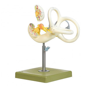 Human Ear Models | Medical Ear Models | Teaching Ear Models ...