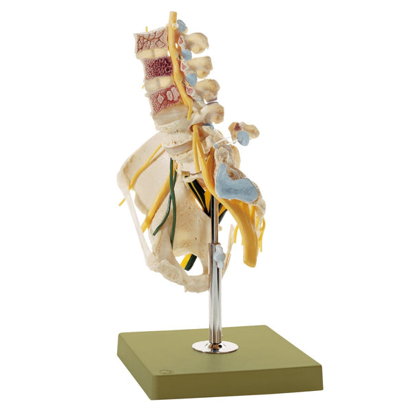 SOMSO Lumbar spinal Column - with Innervation QS-66/2 – GTSimulators.com